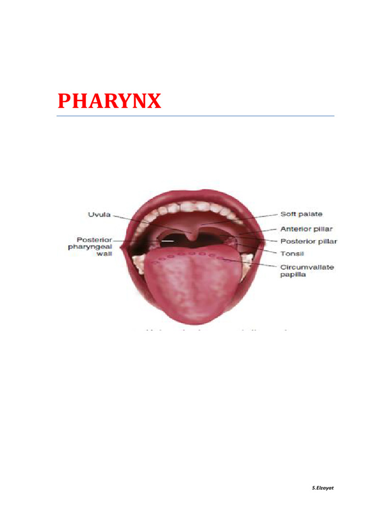 Pharynx - Department Book | PDF | Human Head And Neck | Diseases And Disorders