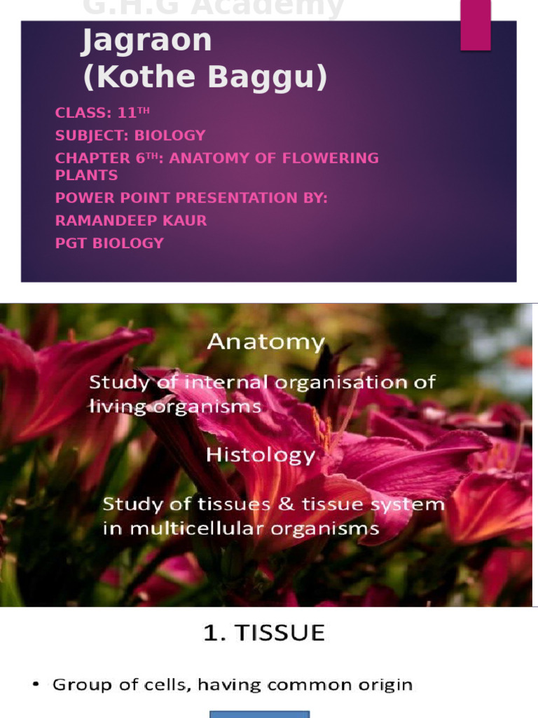 Anatomy of Flowering Plants PPT | PDF