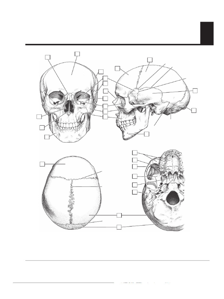 Anatomia do Crânio em Visão Lateral | PDF