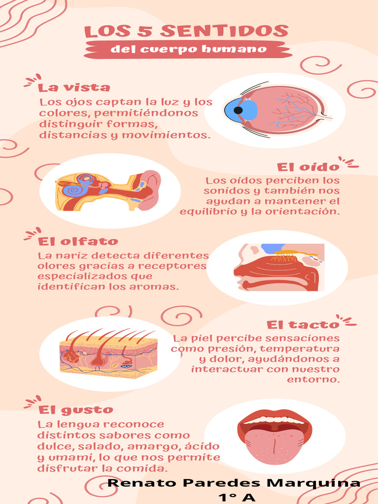 Infografía Sentidos Del Cuerpo Humano Orgánico Beige - 20250618 ...