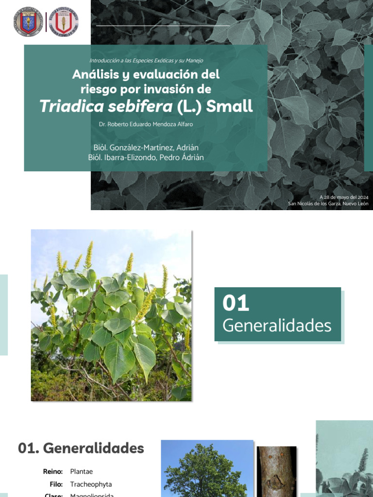 Triadica Sebifera | PDF | Botánica | Plantas
