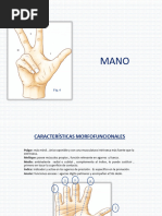 Articulacion Interfalangicas | PDF | Articulación | Anatomía