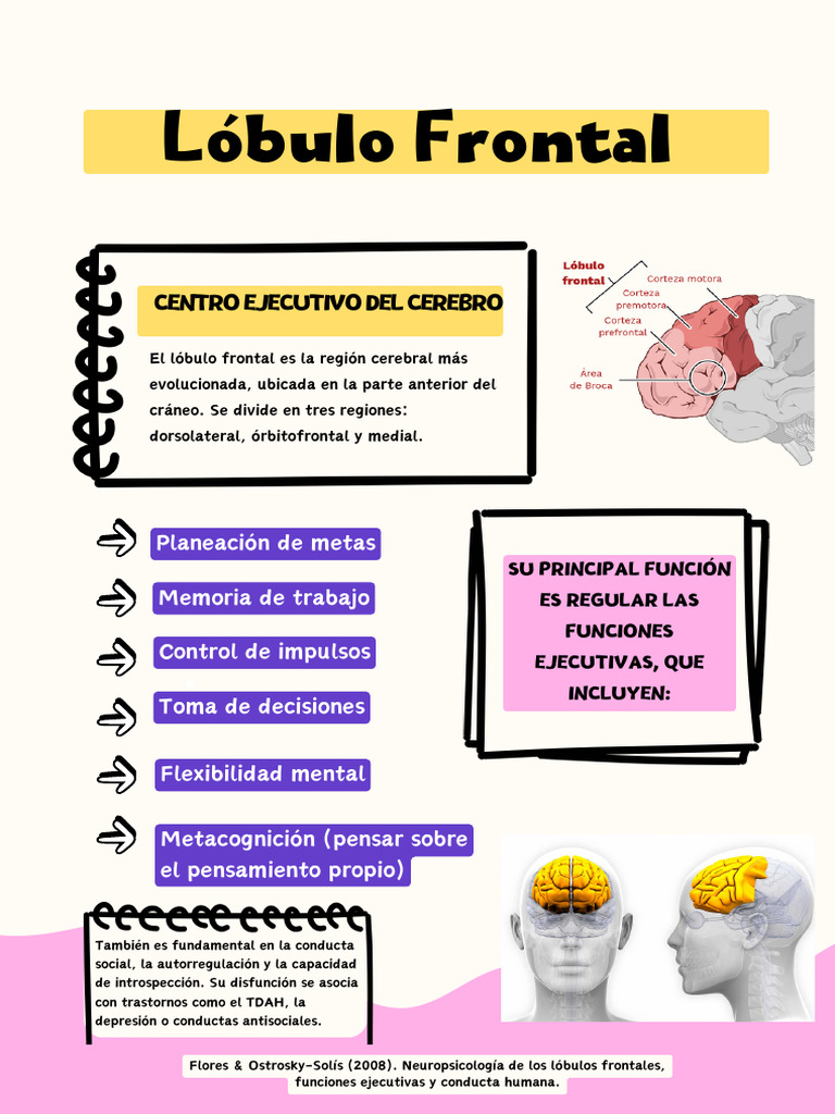 Neuropsicologia Ud2 FICHA DE ESTUDIO | PDF | Lóbulo temporal | Sicología