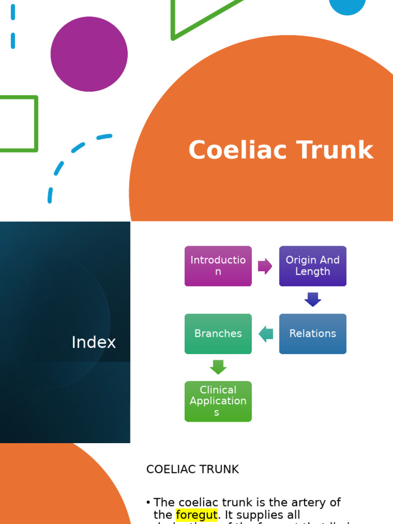 Coeliac Trunk: Anatomy and Clinical Insights | PDF | Stomach | Pancreas