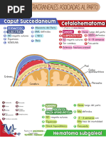Caput Succedaneum: Definición y Manejo | PDF | Parto | Medicina CLINICA