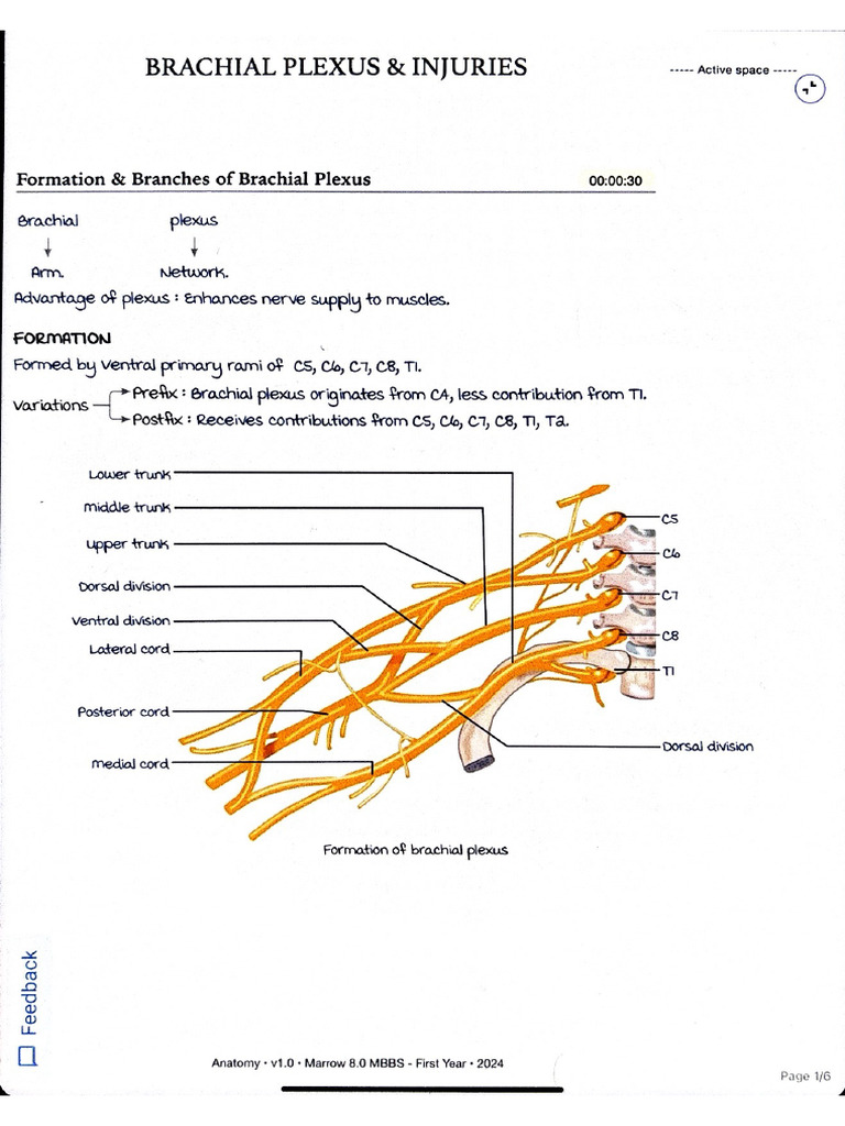 Brachial Plexus and Injuries | PDF