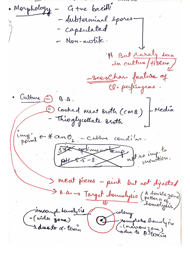 Clostridium Class Notes - 2 | PDF