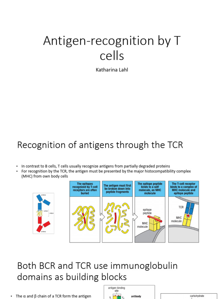 Antigen RecognitionTcells Lecture2 | PDF | Major Histocompatibility Complex | T Cell