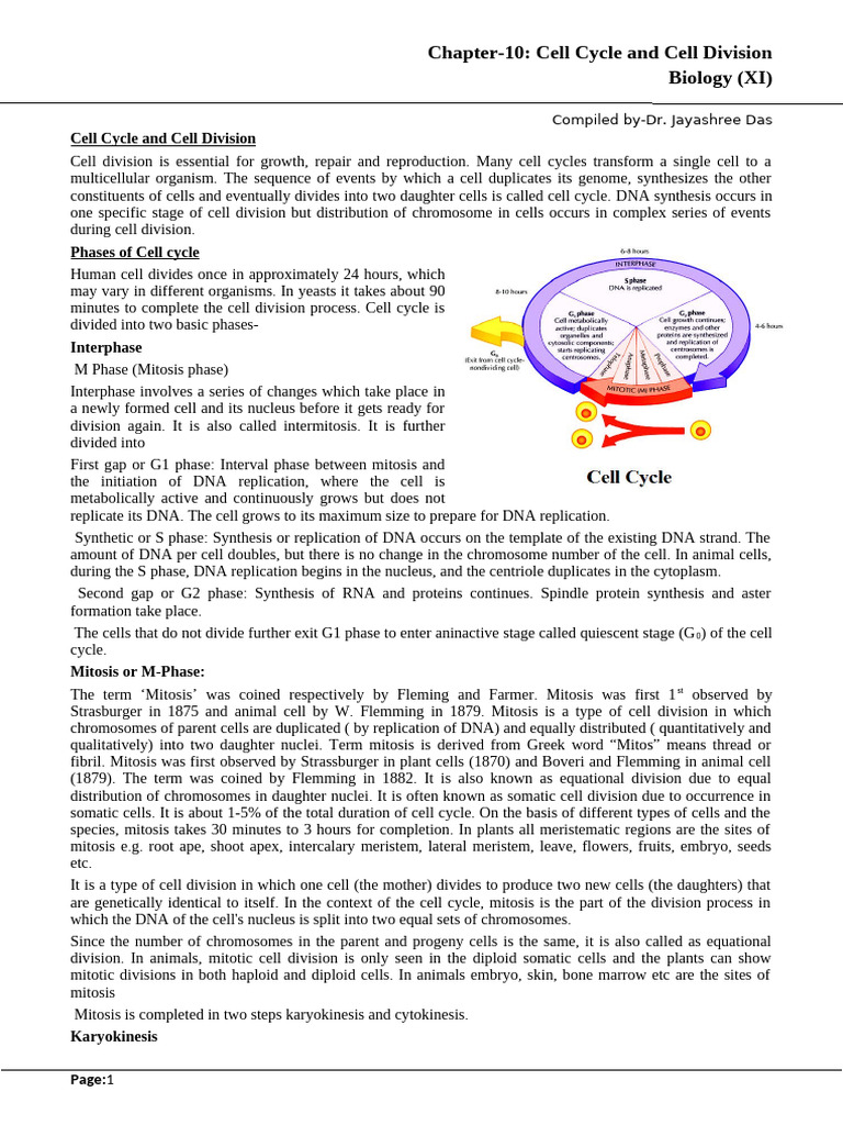 Cell Cycle and Cell Division | PDF | Meiosis | Mitosis