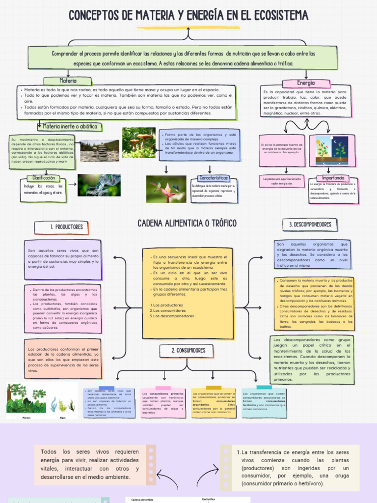 Redes y Piramides Tróficas | PDF | Red alimentaria | Naturaleza