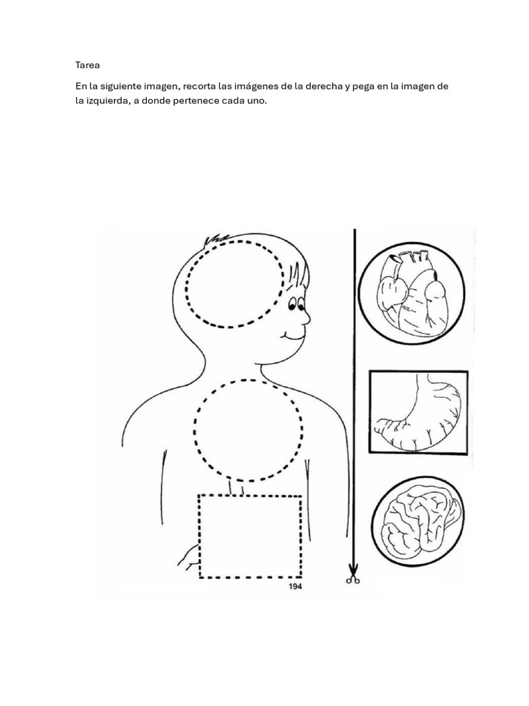 Tarea El Sistema Digestivo . | PDF