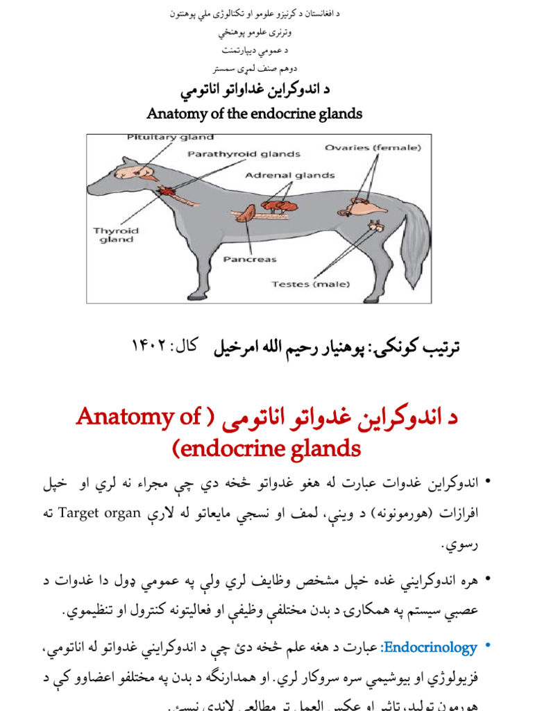 13 Endocrine System - 020404 | PDF