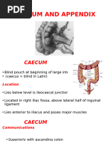 Detailed Anatomy of Appendix and Colon | PDF | Large Intestine | Anatomy