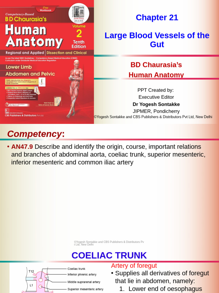 BDC Volume 2 Chapter 21 Large Blood Vessels of The Gut | PDF | Liver ...