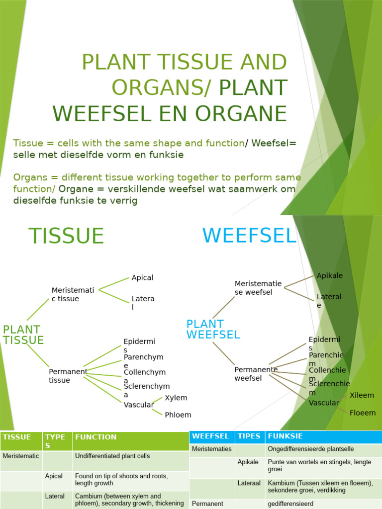 Plant Tissue and Organs | PDF | Tissue (Biology) | Plant Stem