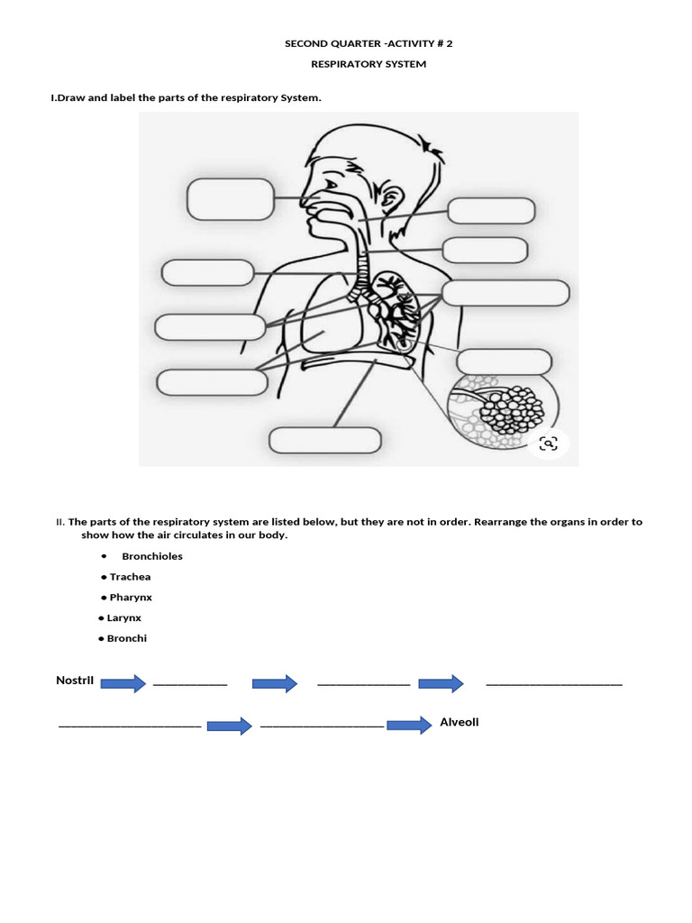Q2-Activity #2 Respiratory Sytem | PDF