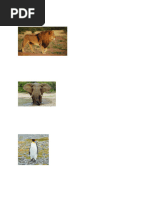 Wild Animals For Kids | PDF
