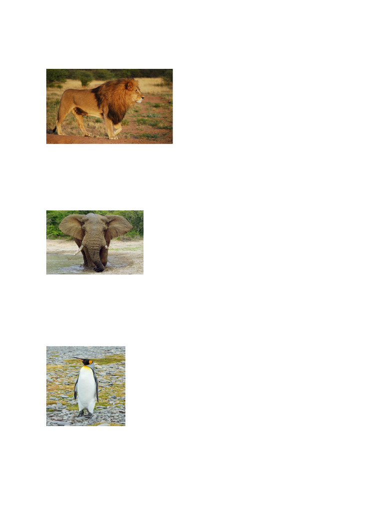 Vocabulary Animals Test | PDF