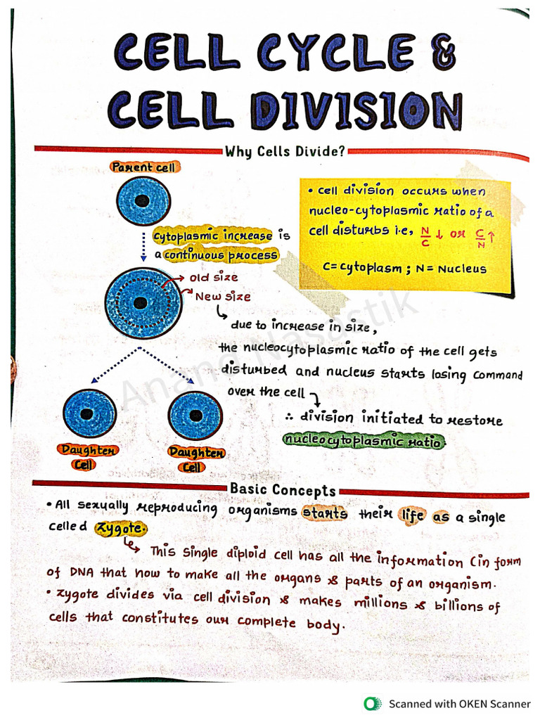 Cell Cycle & Division Vipin Sharma | PDF