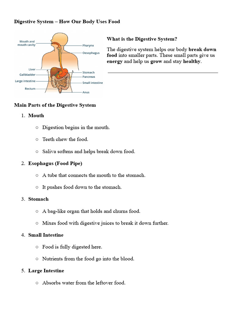 Digestive System – How Our Body Uses Food | PDF