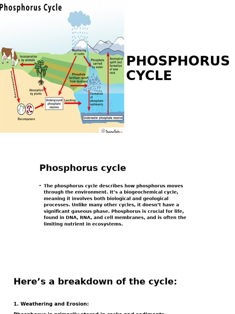 Phosphorus Cycle . | PDF