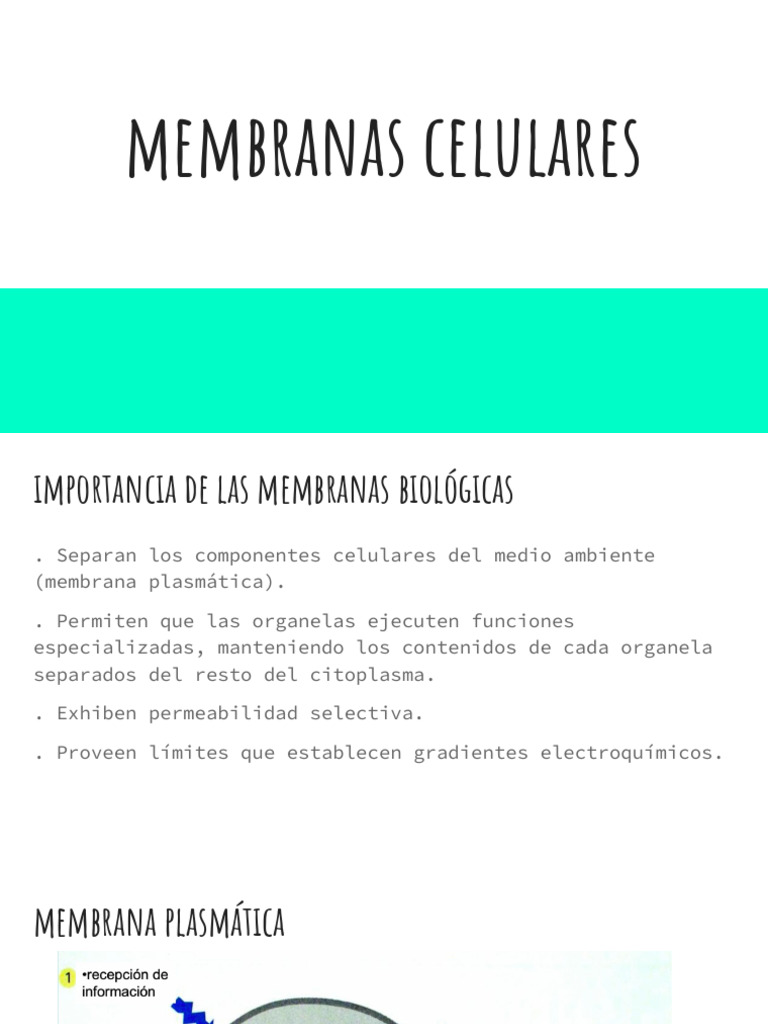 Unidad 2 Clase 1 | PDF | Membrana biológica | Membrana celular