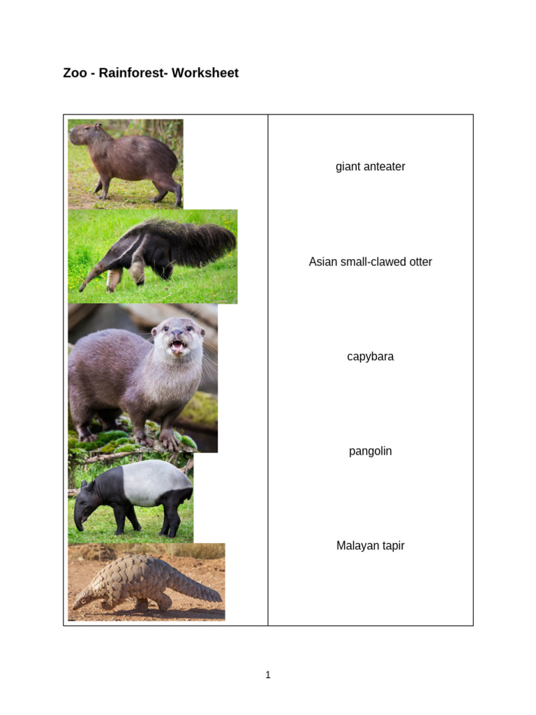Rainforest Animals Worksheet | PDF