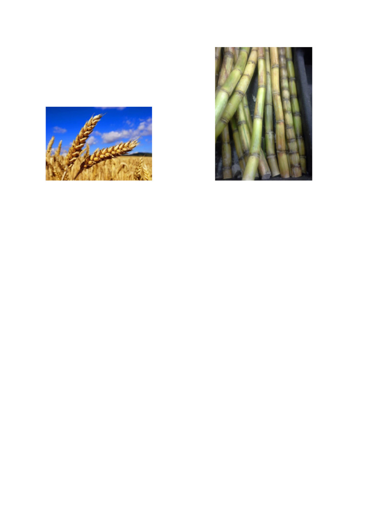 Crops Grown in Diffrent Areas | PDF