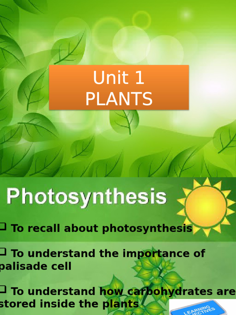 Grade 8 Biology Unit 13.1 Photosynthesis | PDF