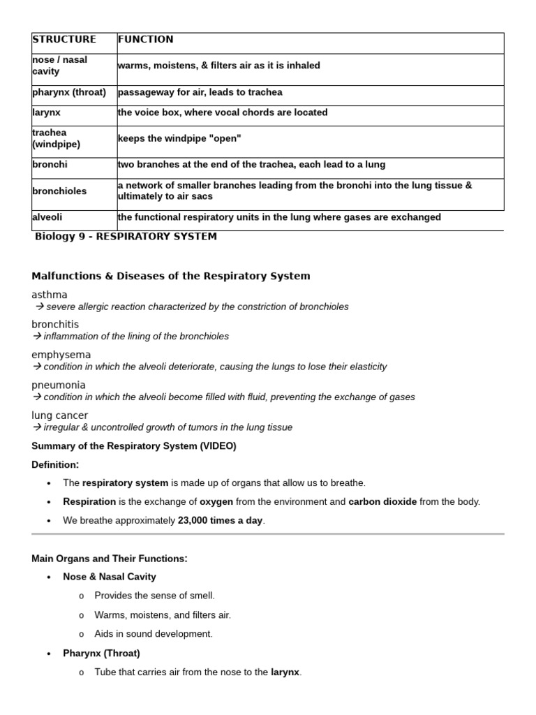 Respiratory System Overview and Functions | PDF | Respiratory Tract | Lung