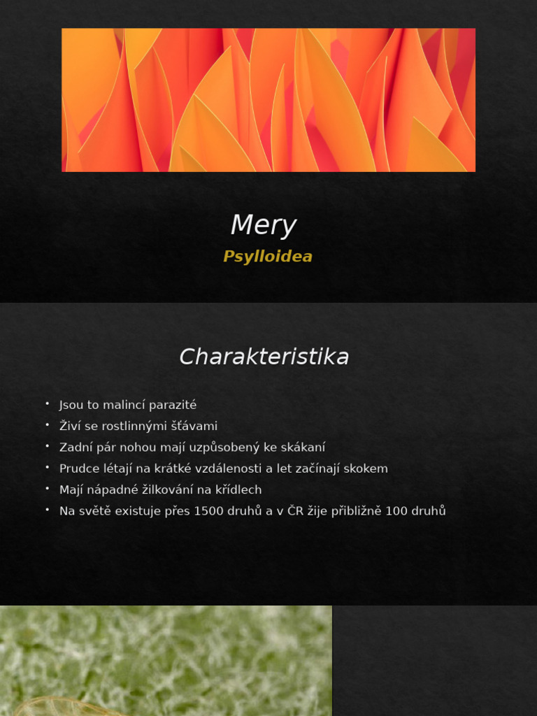 Mery | PDF