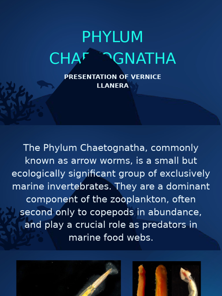 Phylum Chaetognatha | PDF | Zoology | Biology