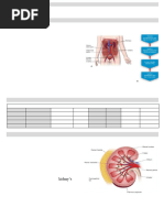 Urology Medical Terminology Guide | PDF | Urinary System | Kidney