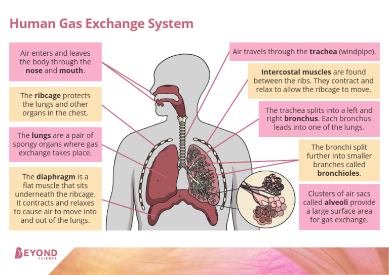 Human Gas Exchange System Overview | PDF