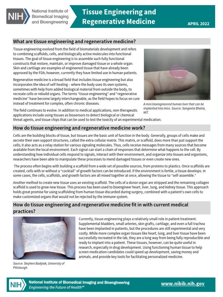 Fact Sheet Tissue Engineering and Regenerative Medicine | PDF | Tissue ...