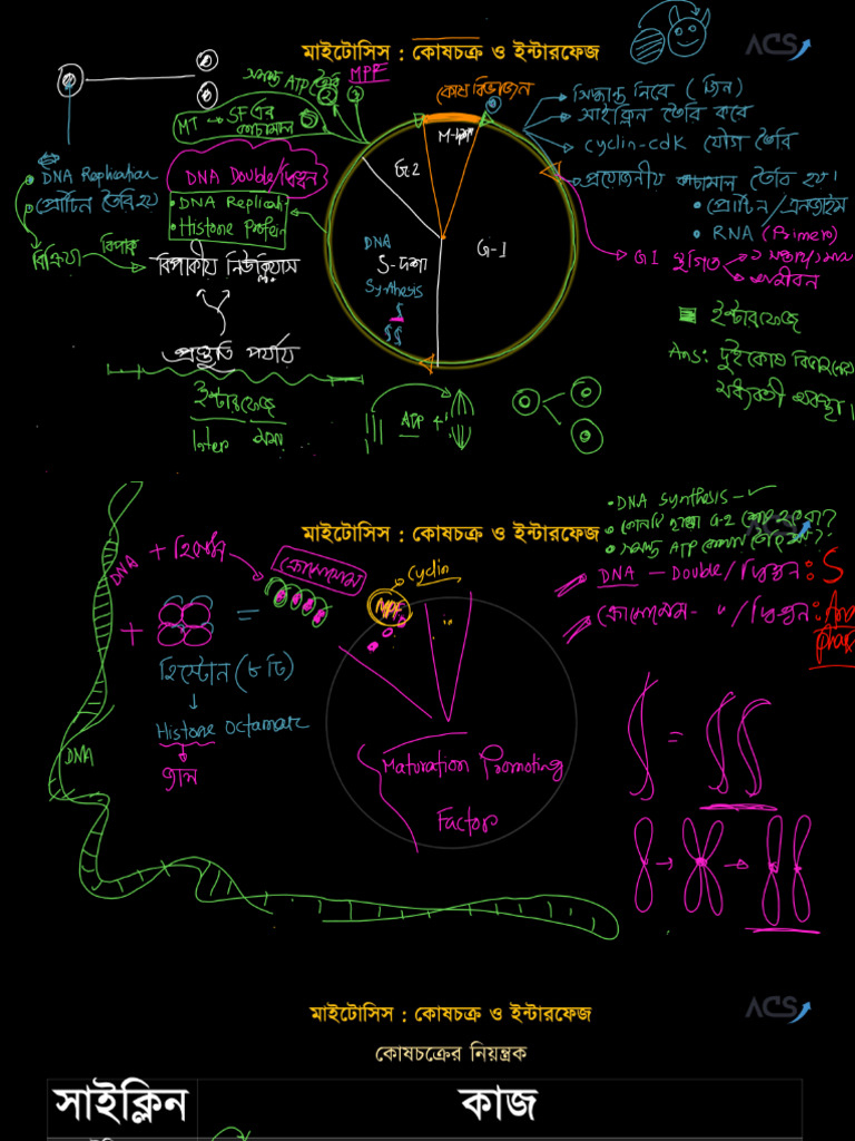 Cell Division 2 | PDF