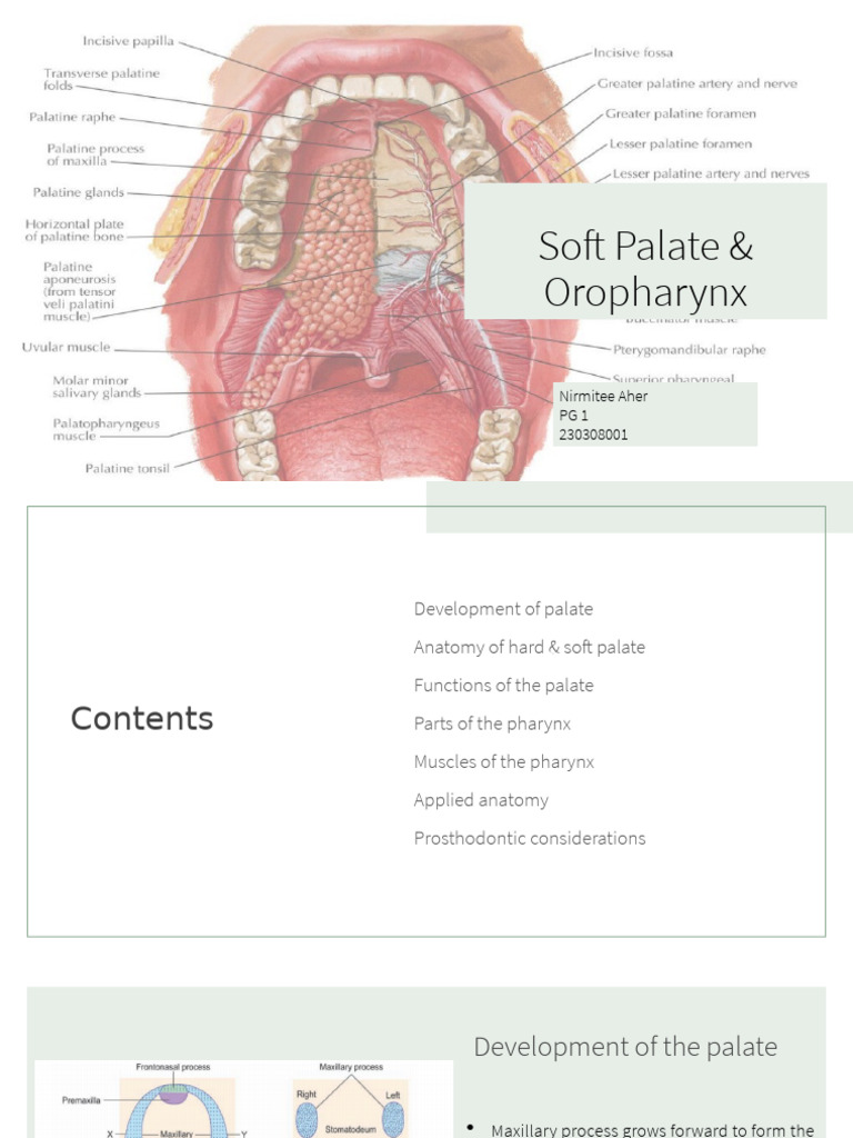 Soft Palate & Oropharynx | PDF | Tongue | Human Anatomy