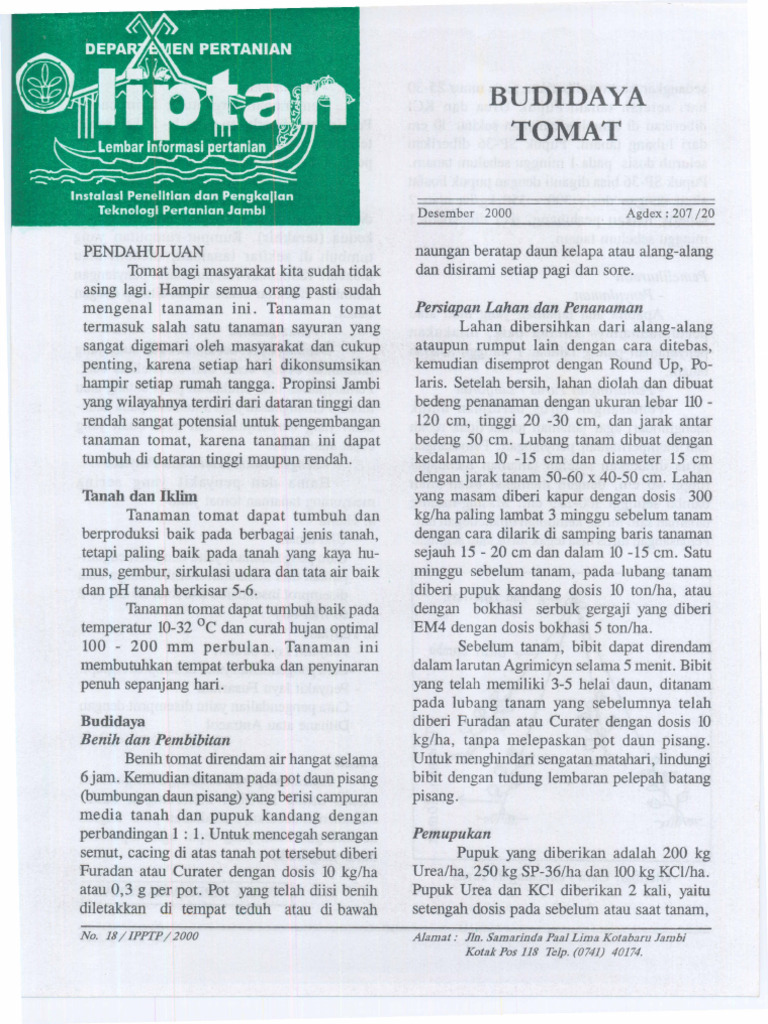 Budidaya Tomat | PDF