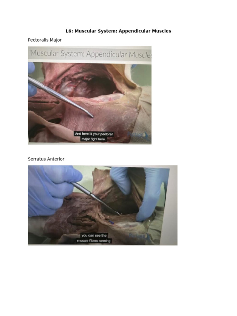 L6 Muscular System Appendicular Muscles | PDF