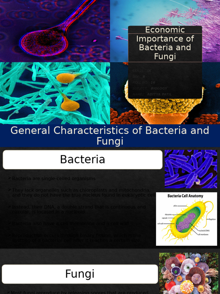 Economic Importance of Bacteria and Fungi | PDF | Fungus | Bacteria