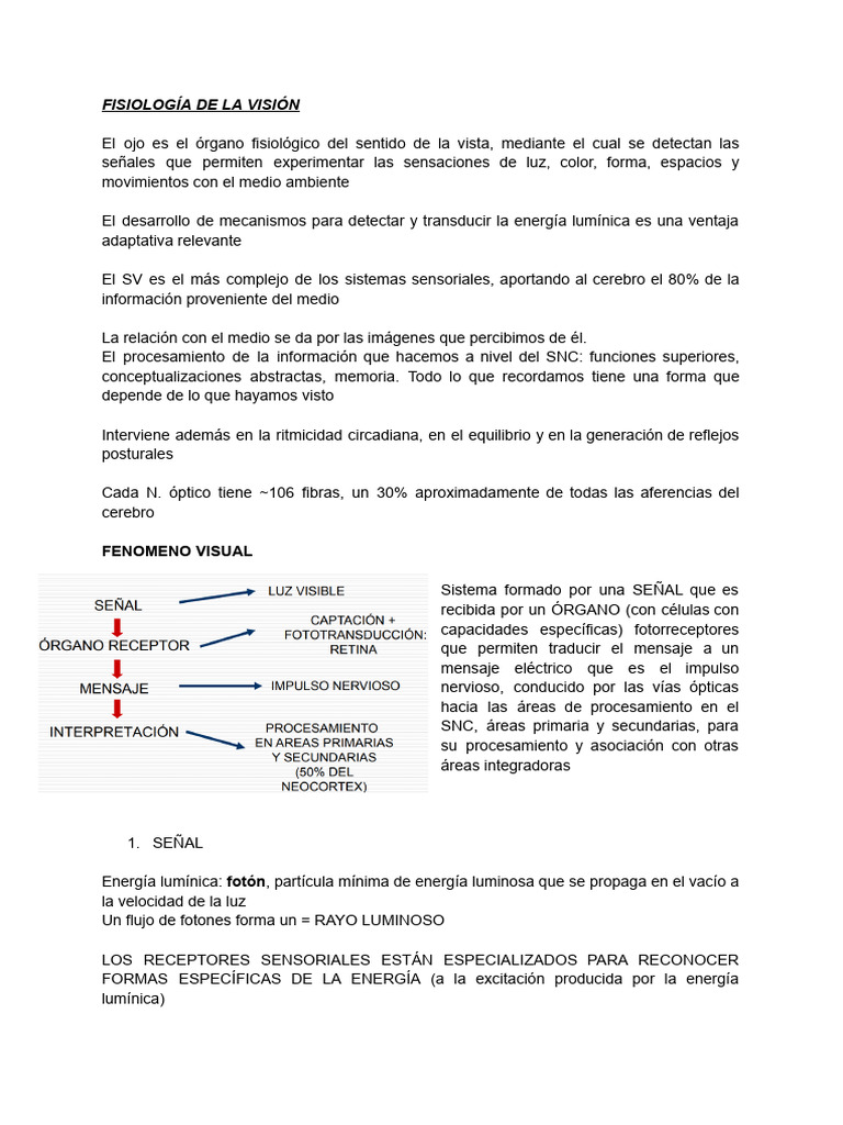 Fisiología del Ojo y la Visión | PDF | Ojo humano | Percepción visual