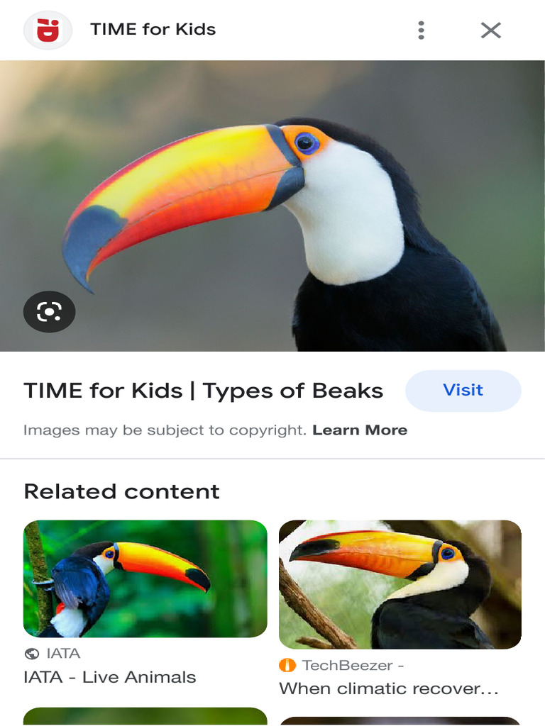 Animal - Google Search | PDF