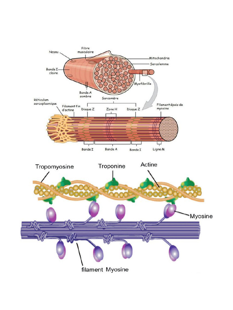 Le Muscle | PDF