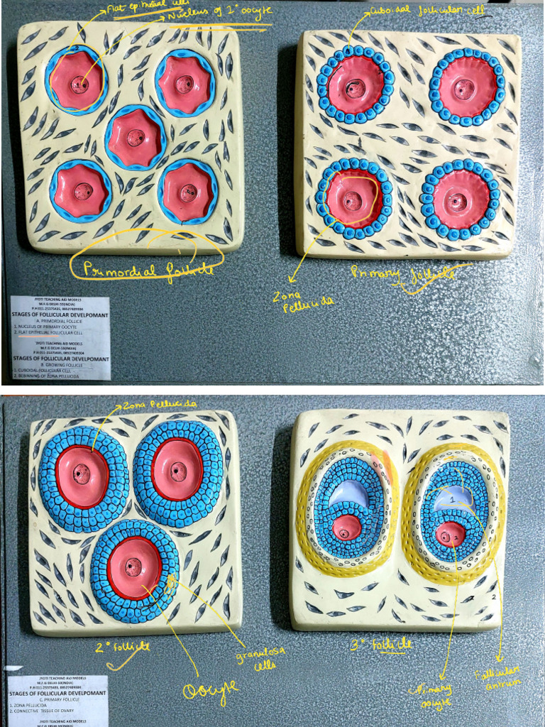 Embryology Models Pims | PDF