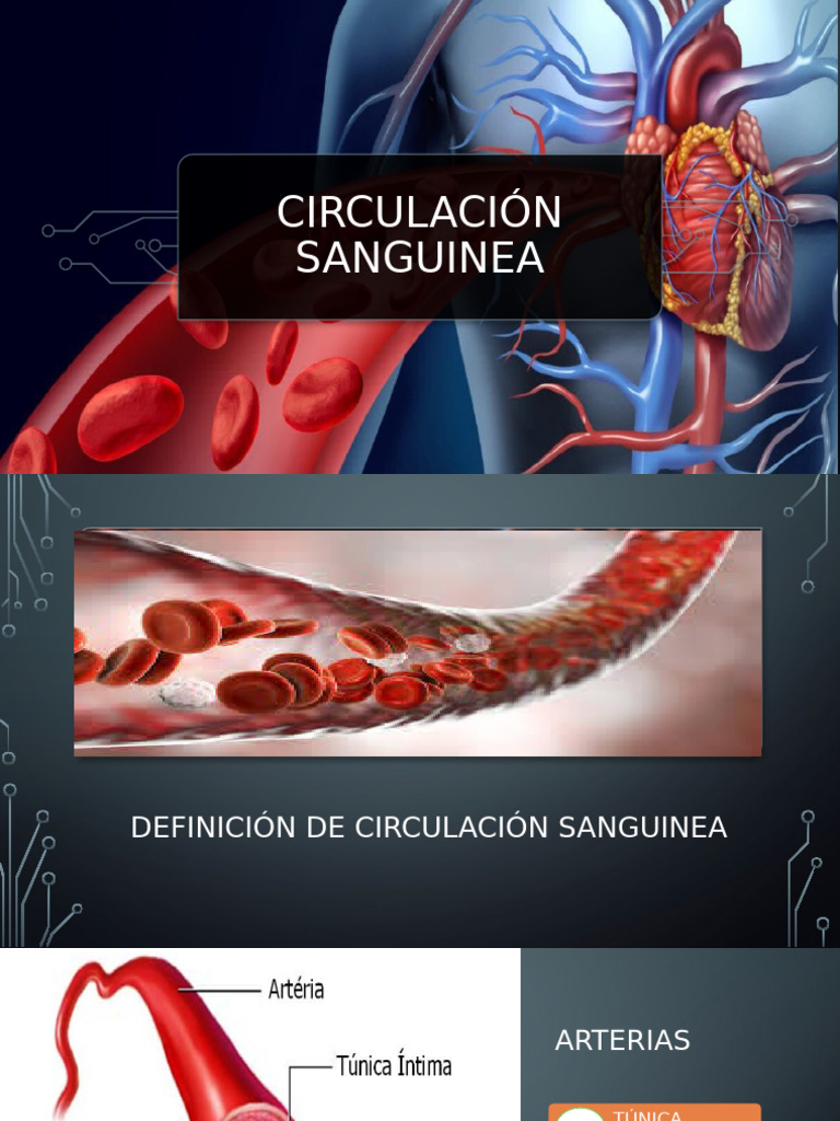 Circulación Sanguinea | PDF