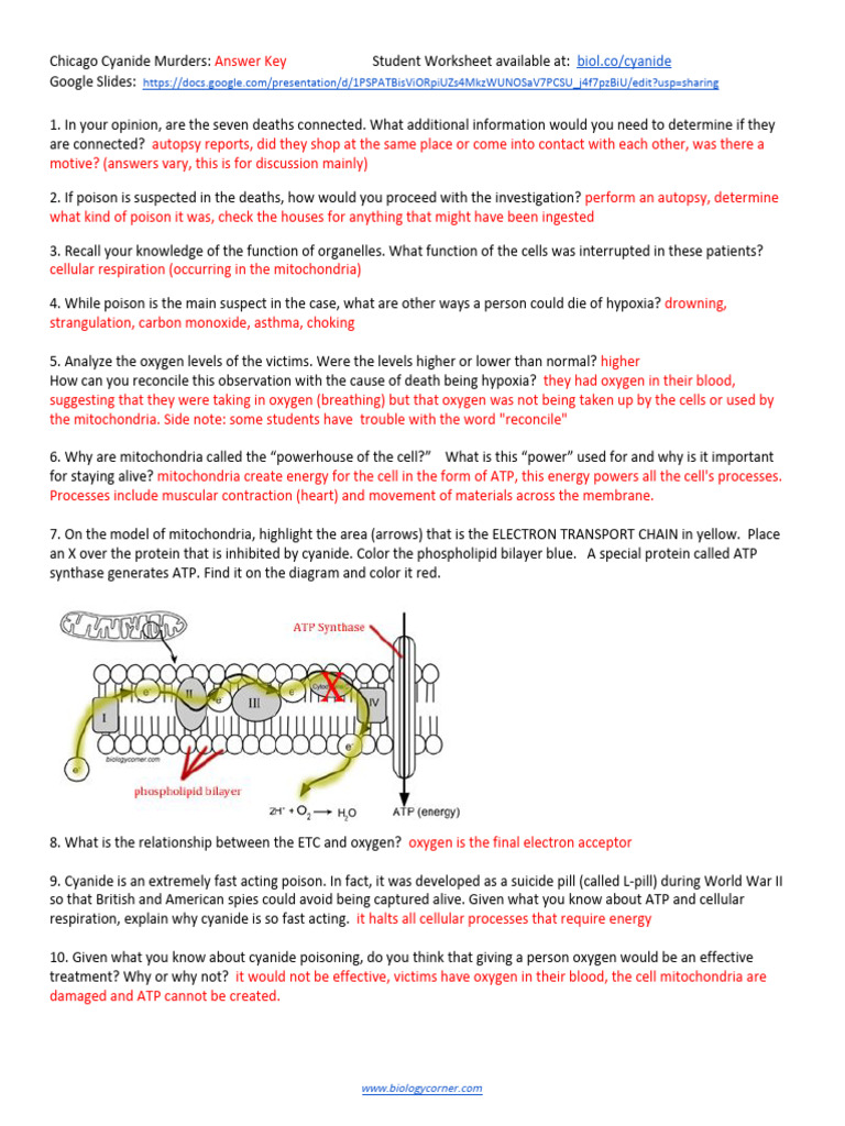 Chicago Cyanide Murders: Investigation Insights | PDF | Mitochondrion ...