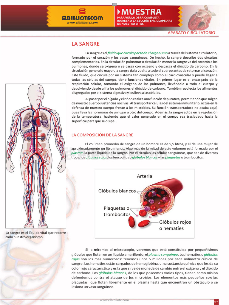 DSADAD | PDF | Sangre | Sistema circulatorio