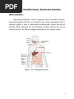 Adaptations of the Small Intestine for Absorption | PDF