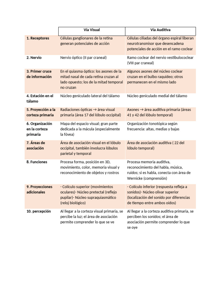 Procesamiento Visual y Auditivo en el Cerebro | PDF | Percepción visual ...