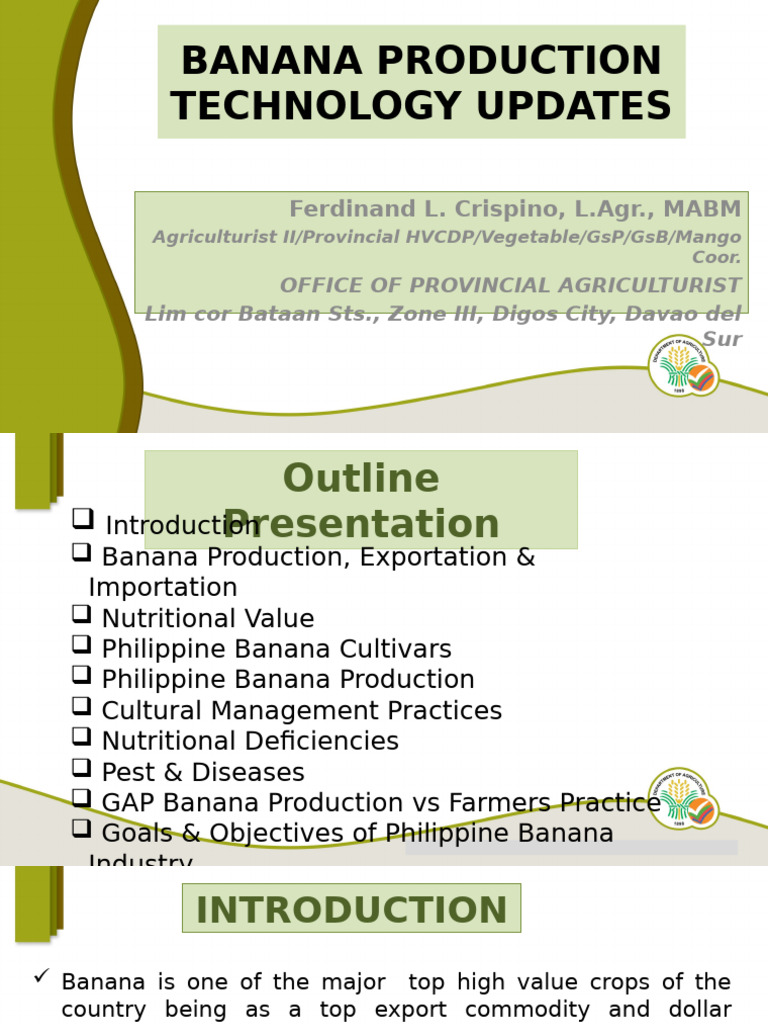 Philippine Banana Production Insights | PDF | Banana | Fertilizer